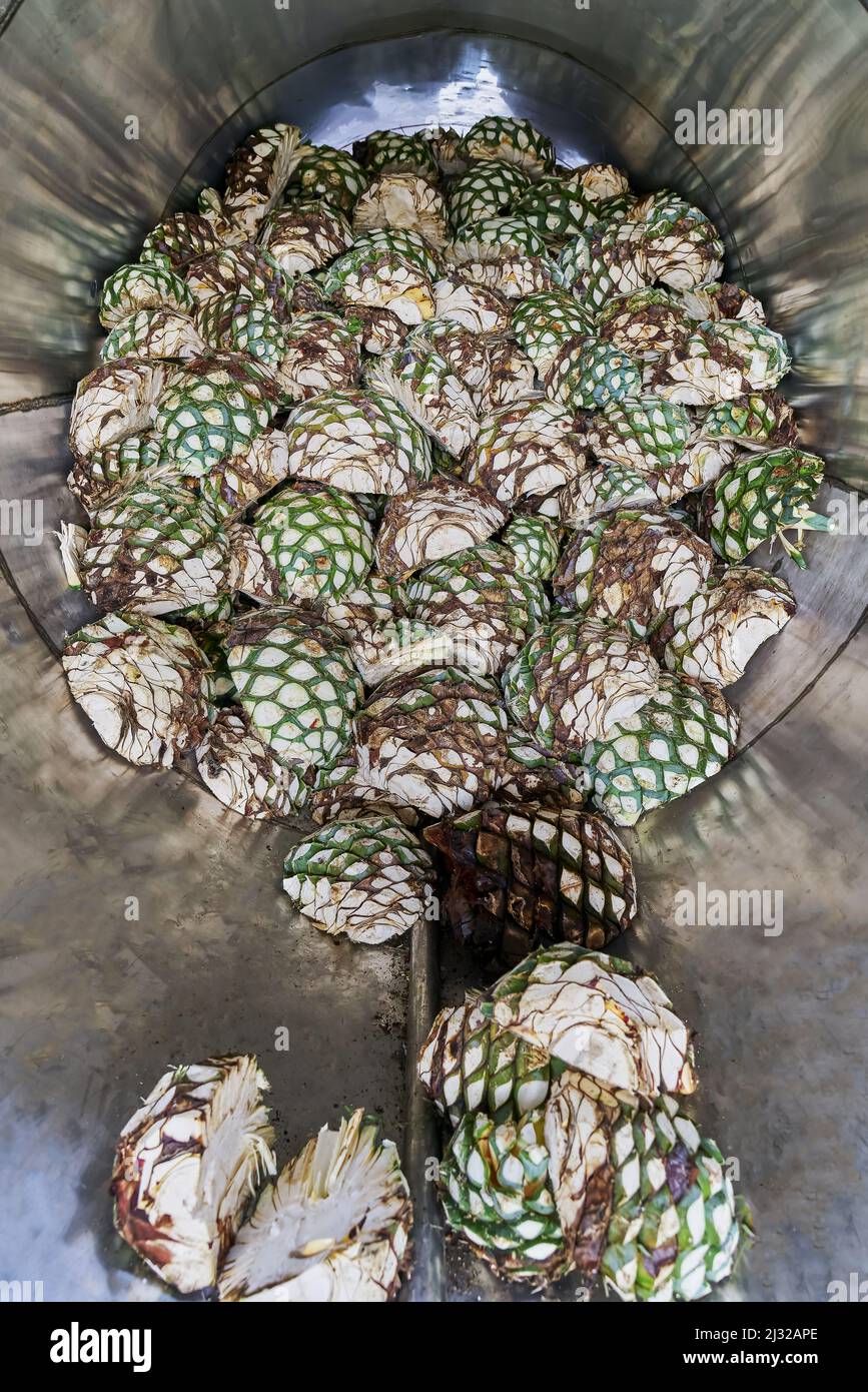 Pineapple agave already cut and ready to be cooked inside the oven ...