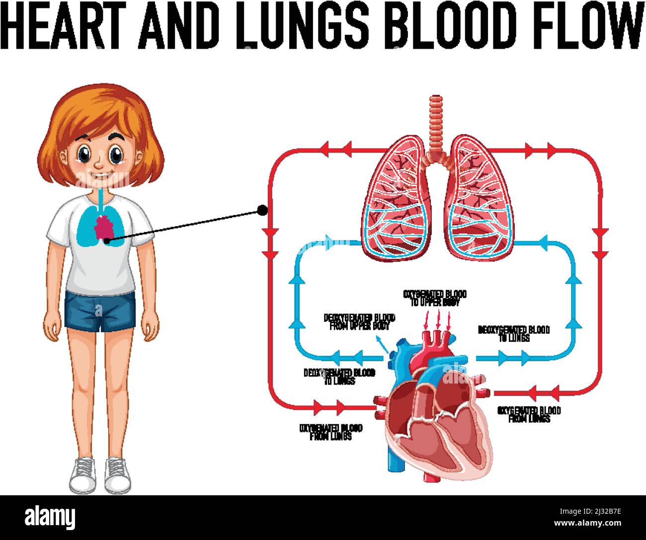 Diagram showing heart and lungs blood flow illustration Stock Vector ...