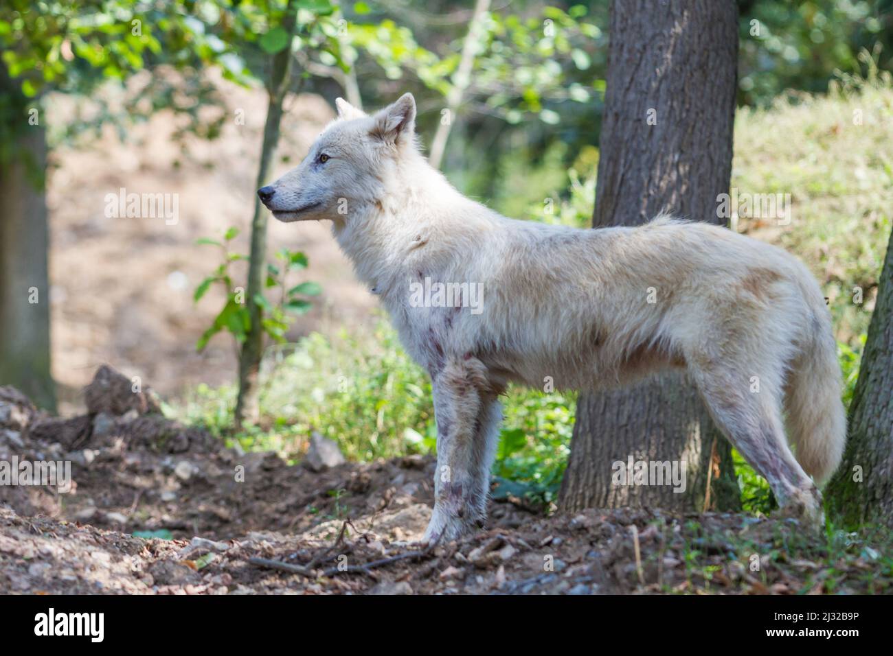 Wolf among us hi-res stock photography and images - Alamy