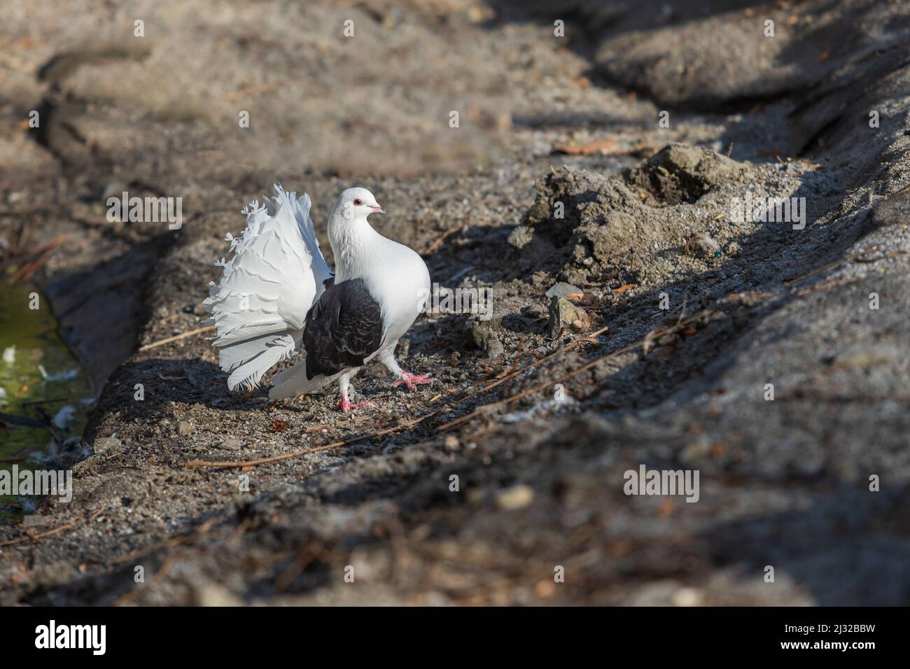 Little beautiful bird pigeon. The pigeon teeth grains on the road Stock ...