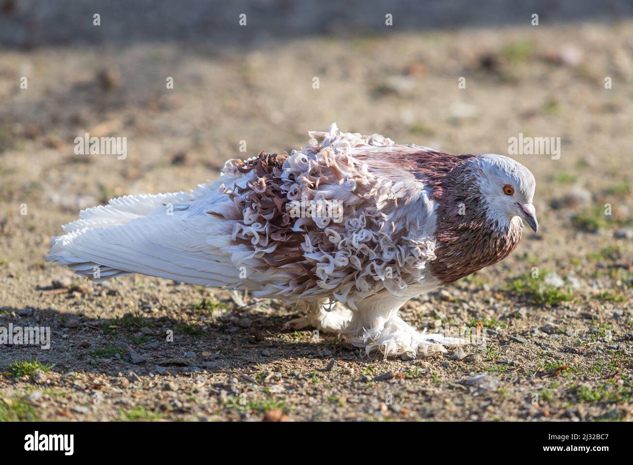 Little beautiful bird pigeon. The pigeon teeth grains on the road Stock ...