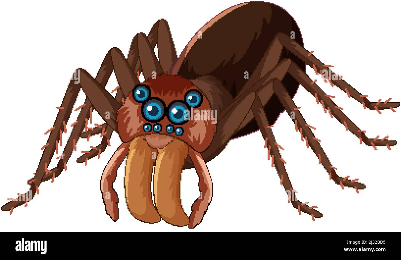 A spider cartoon character isolated illustration Stock Vector Image ...