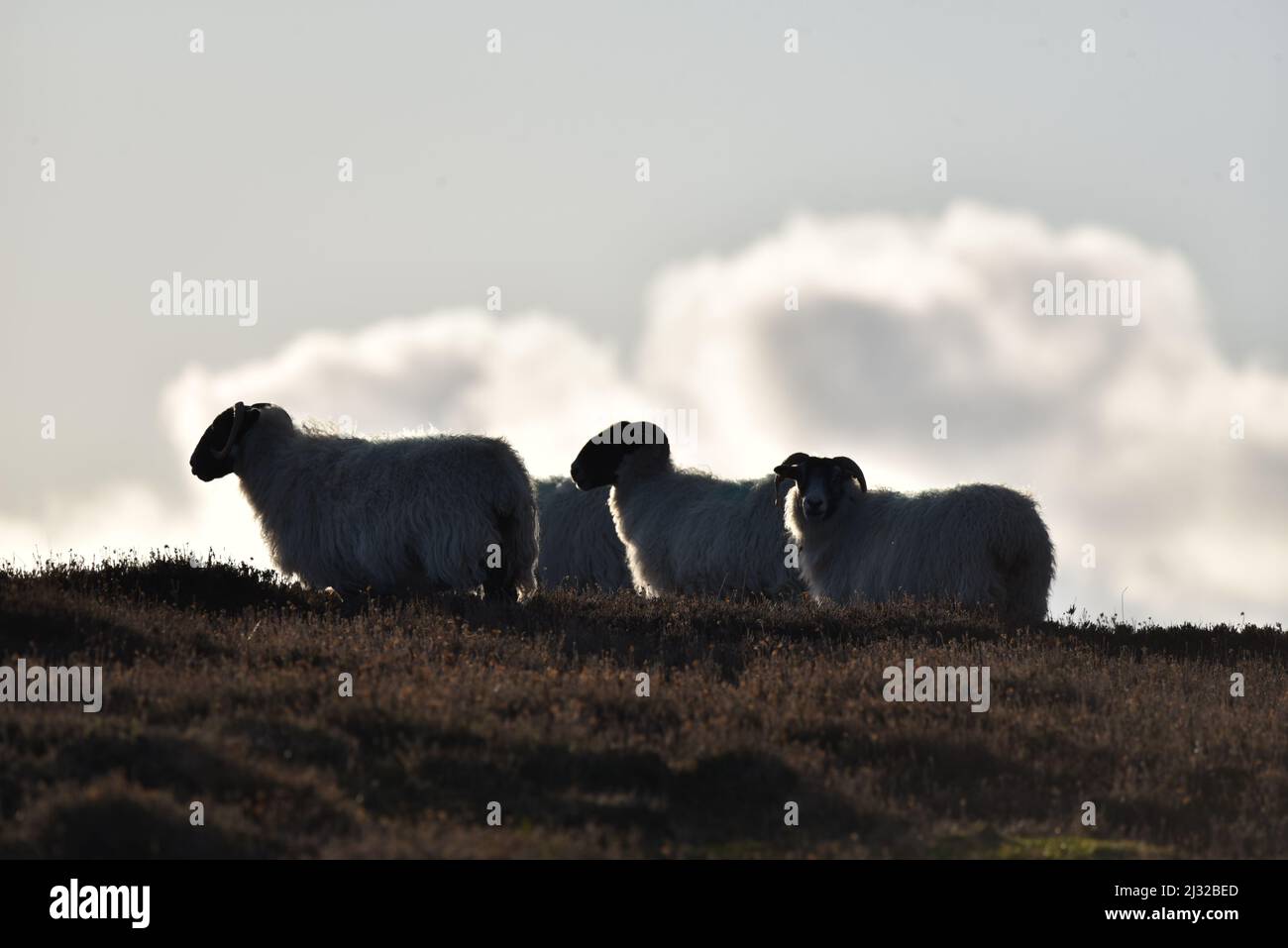 Swaledale breed hi-res stock photography and images - Alamy