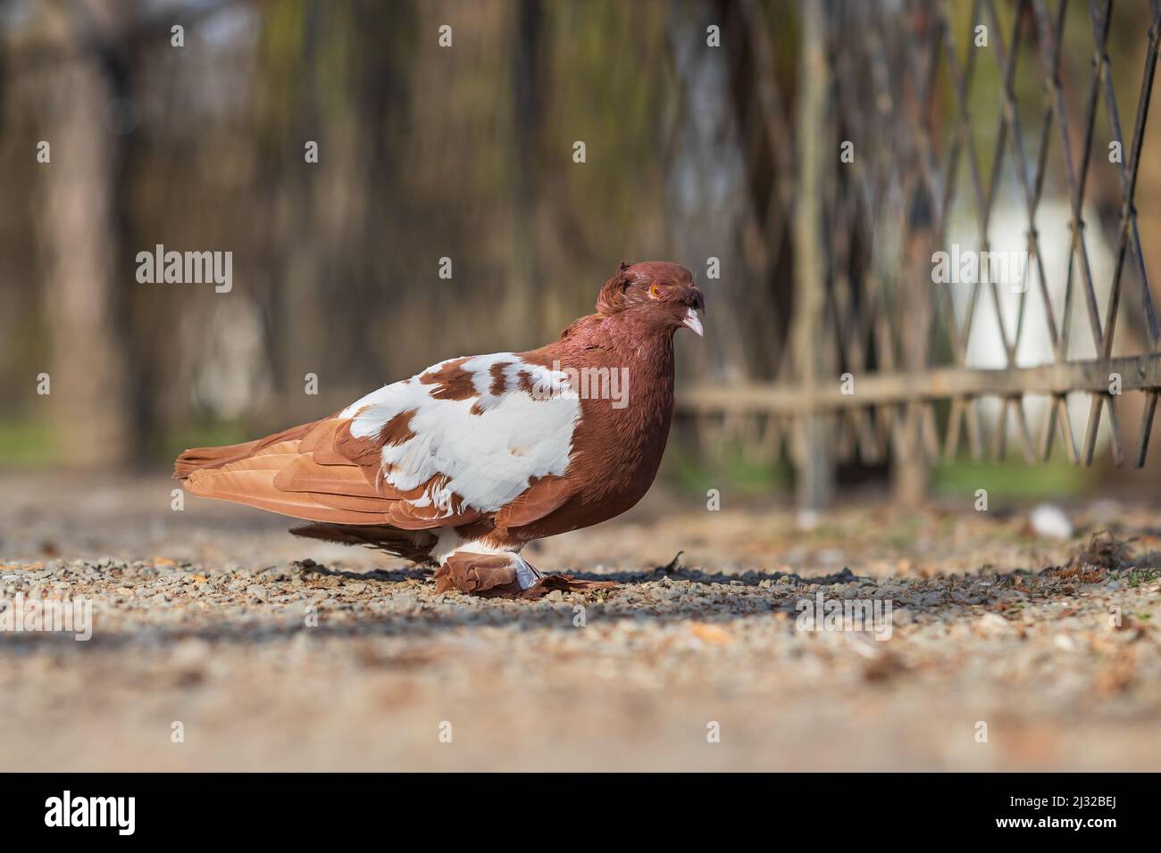 Little beautiful bird pigeon. The pigeon teeth grains on the road Stock ...
