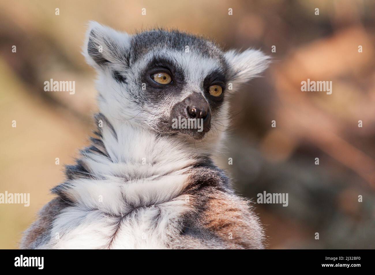 Portrait of Lemuriformes - Lemur in park with nice background Stock ...