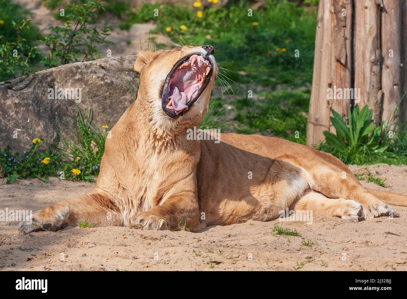 The lioness lies in the sun and has an open mouth where his teeth are ...