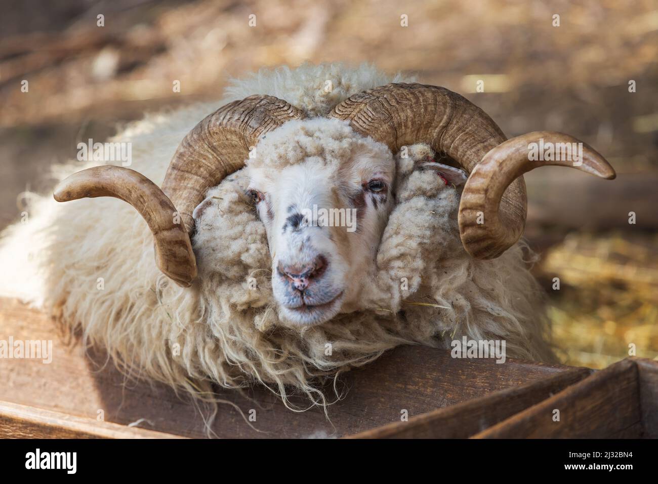 Wallachian sheep hi-res stock photography and images - Alamy