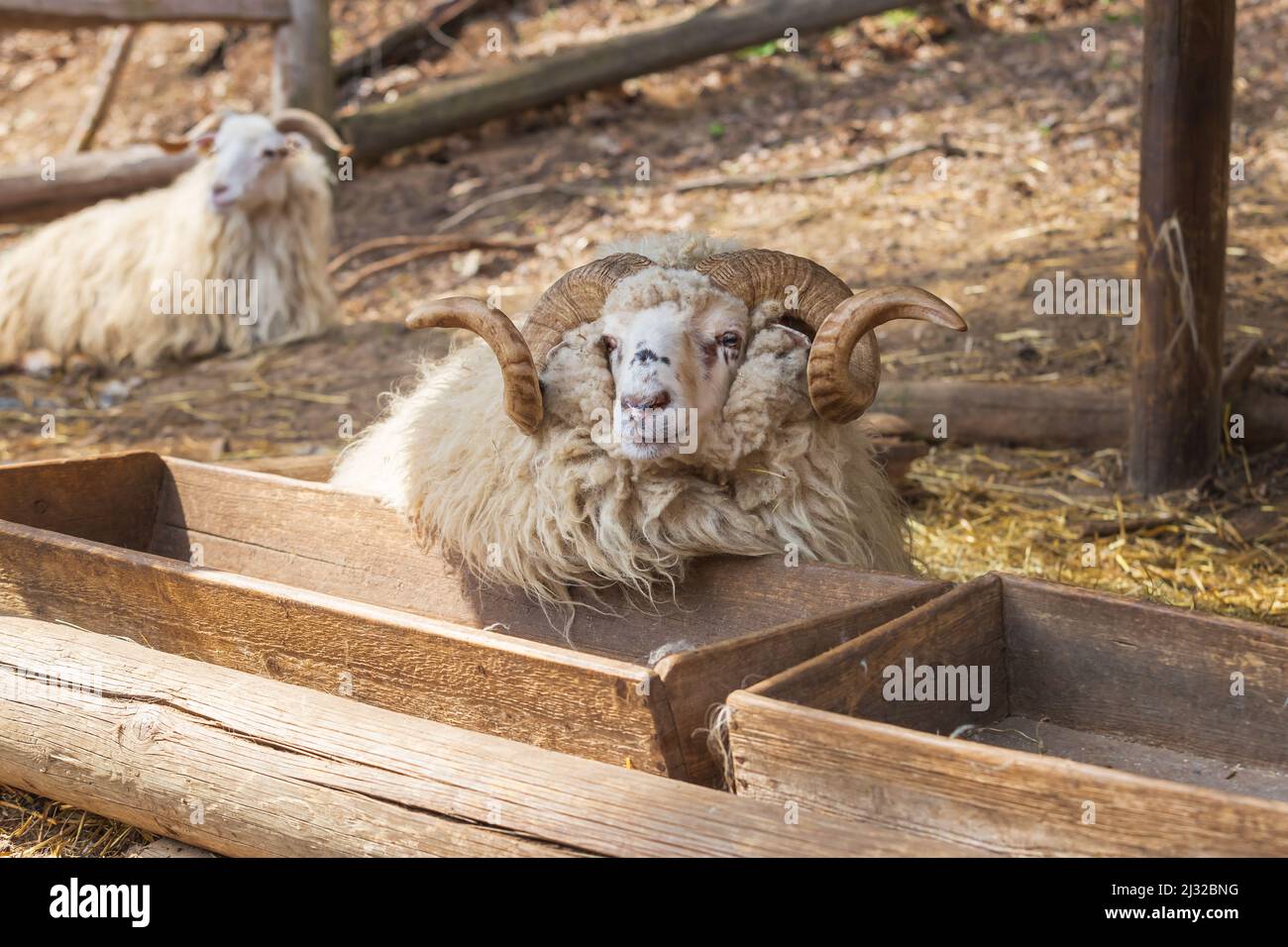 Wallachian sheep hi-res stock photography and images - Alamy