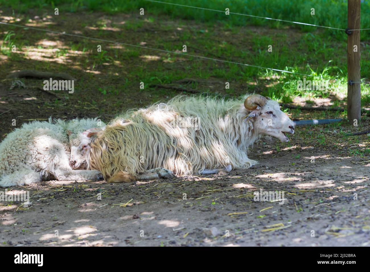 Wallachian sheep hi-res stock photography and images - Alamy