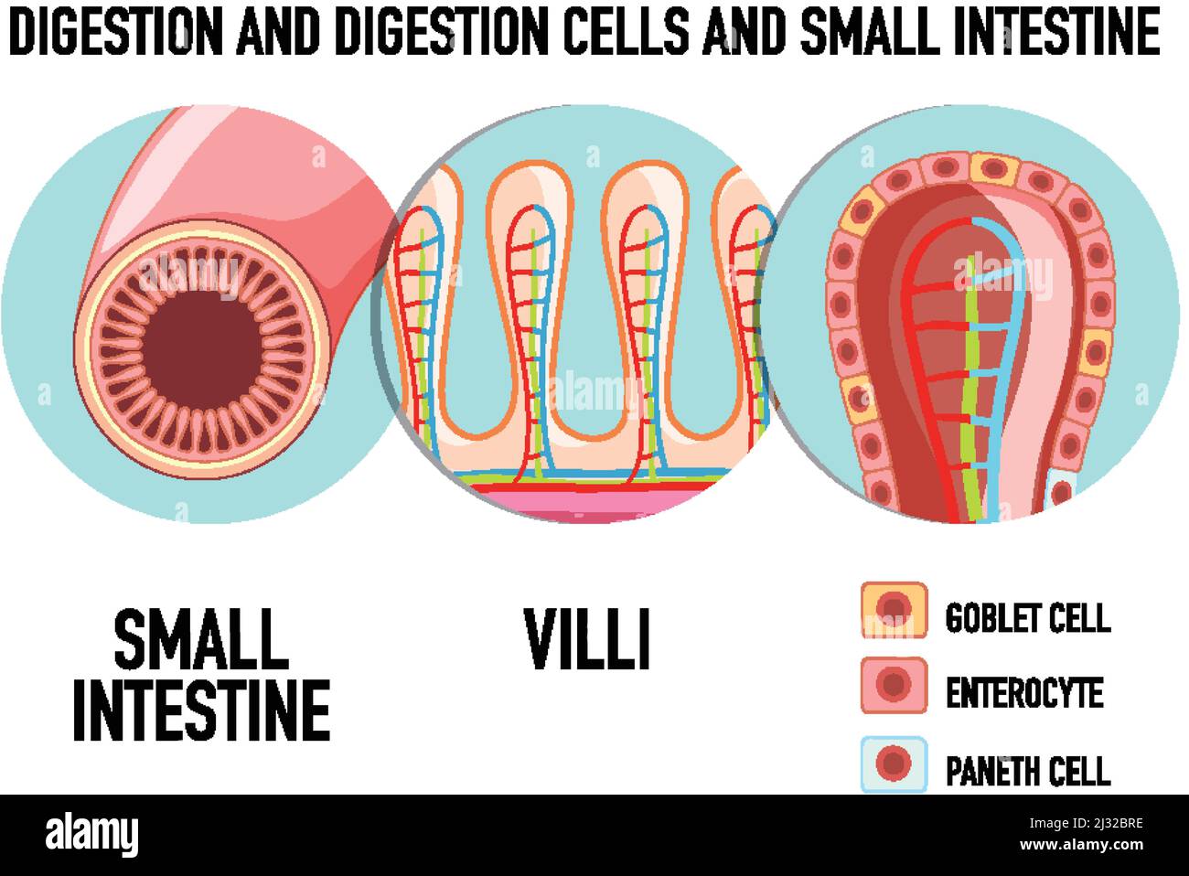 Diagram showing digestion cell in small intestine illustration Stock ...