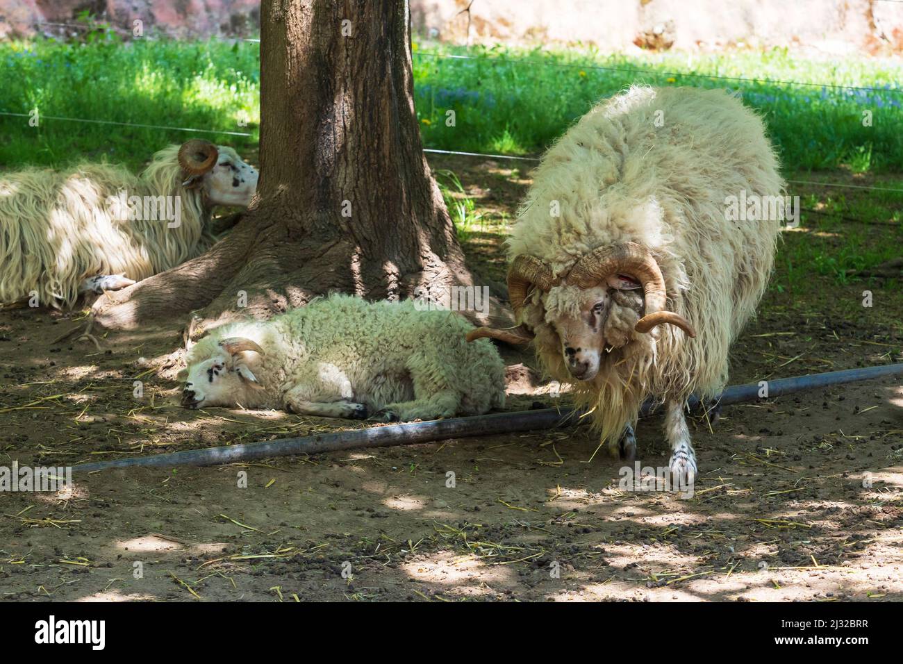 Wallachian sheep hi-res stock photography and images - Alamy