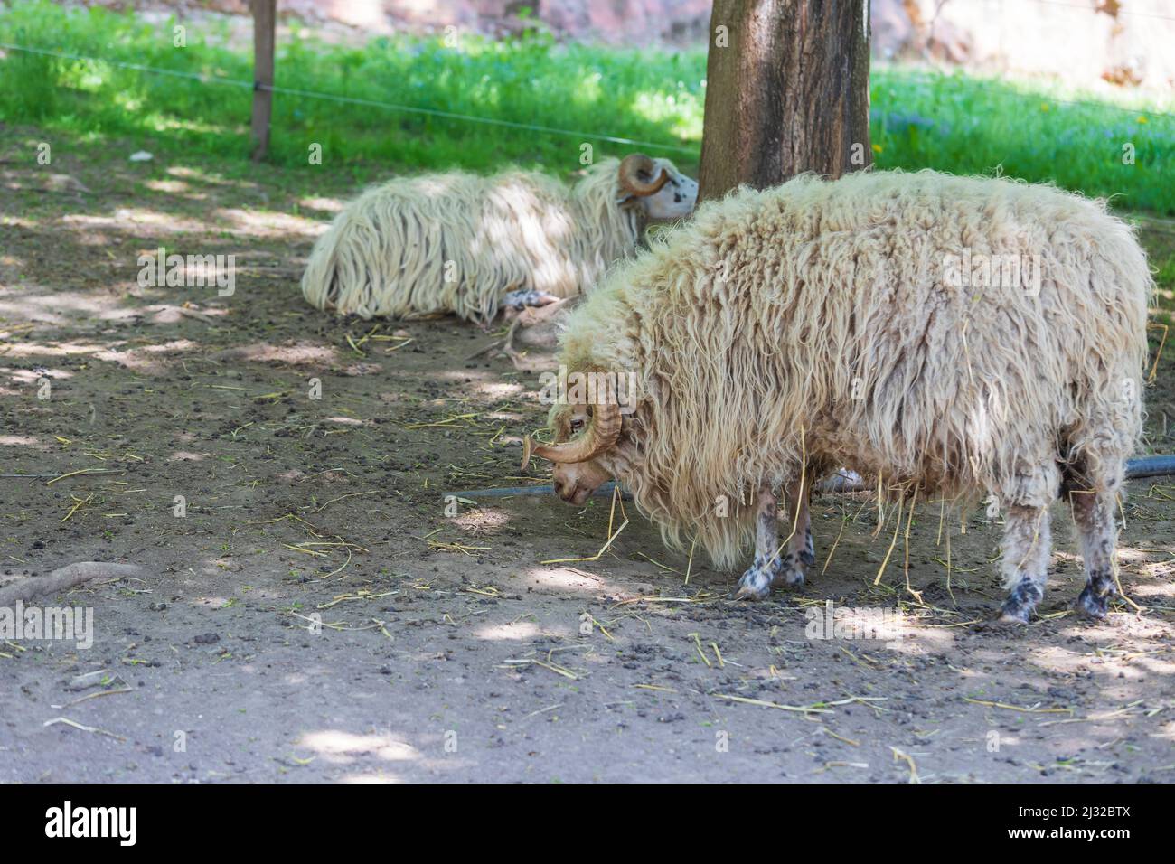 Wallachian sheep hi-res stock photography and images - Alamy