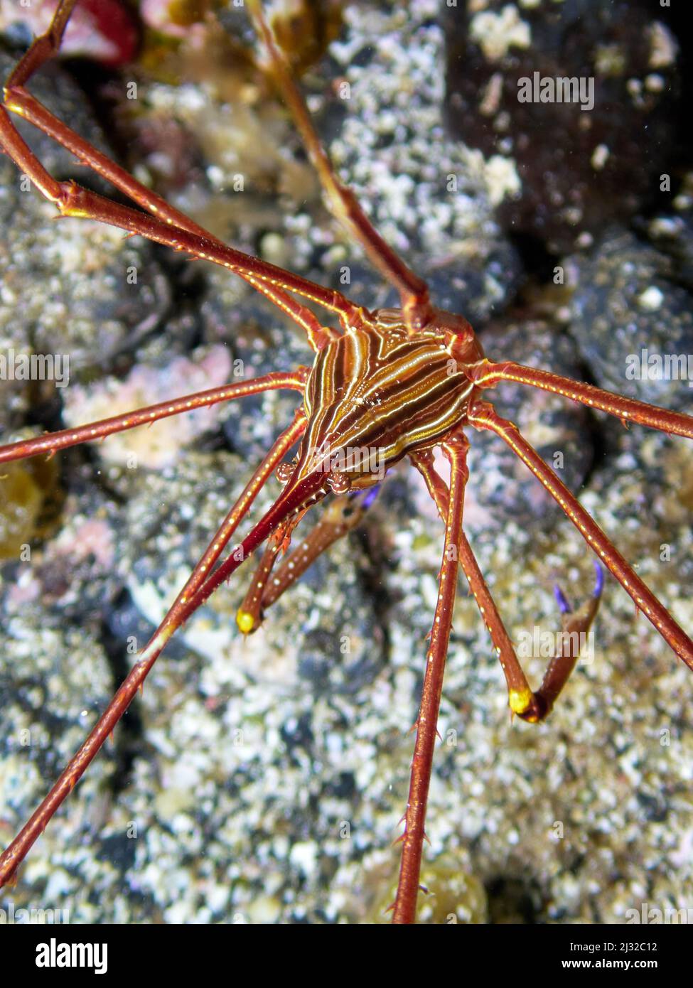 Vertical macro shot of an Eastern Atlantic Arrow Crab (Stenorhynchus ...