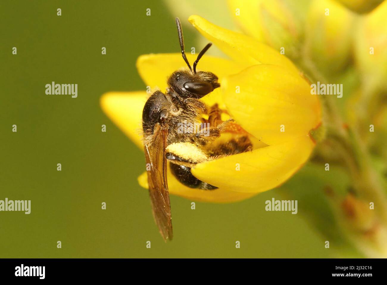 Closeup on a female Yellow loosestrife solitary bee,Macropis europaea ...