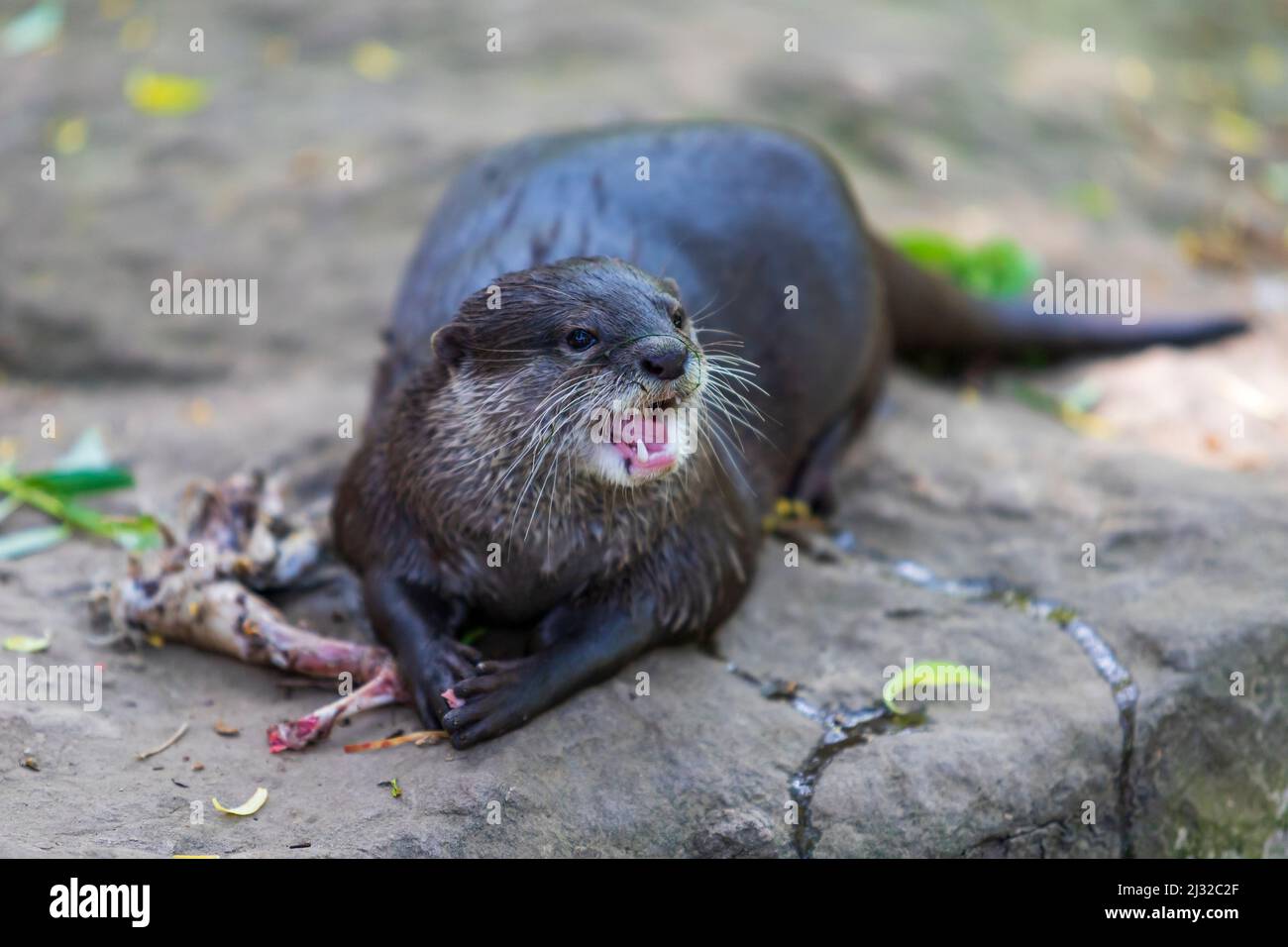 The small otter - Amblonyx Cinerea - eats meat. He has an open mouth ...