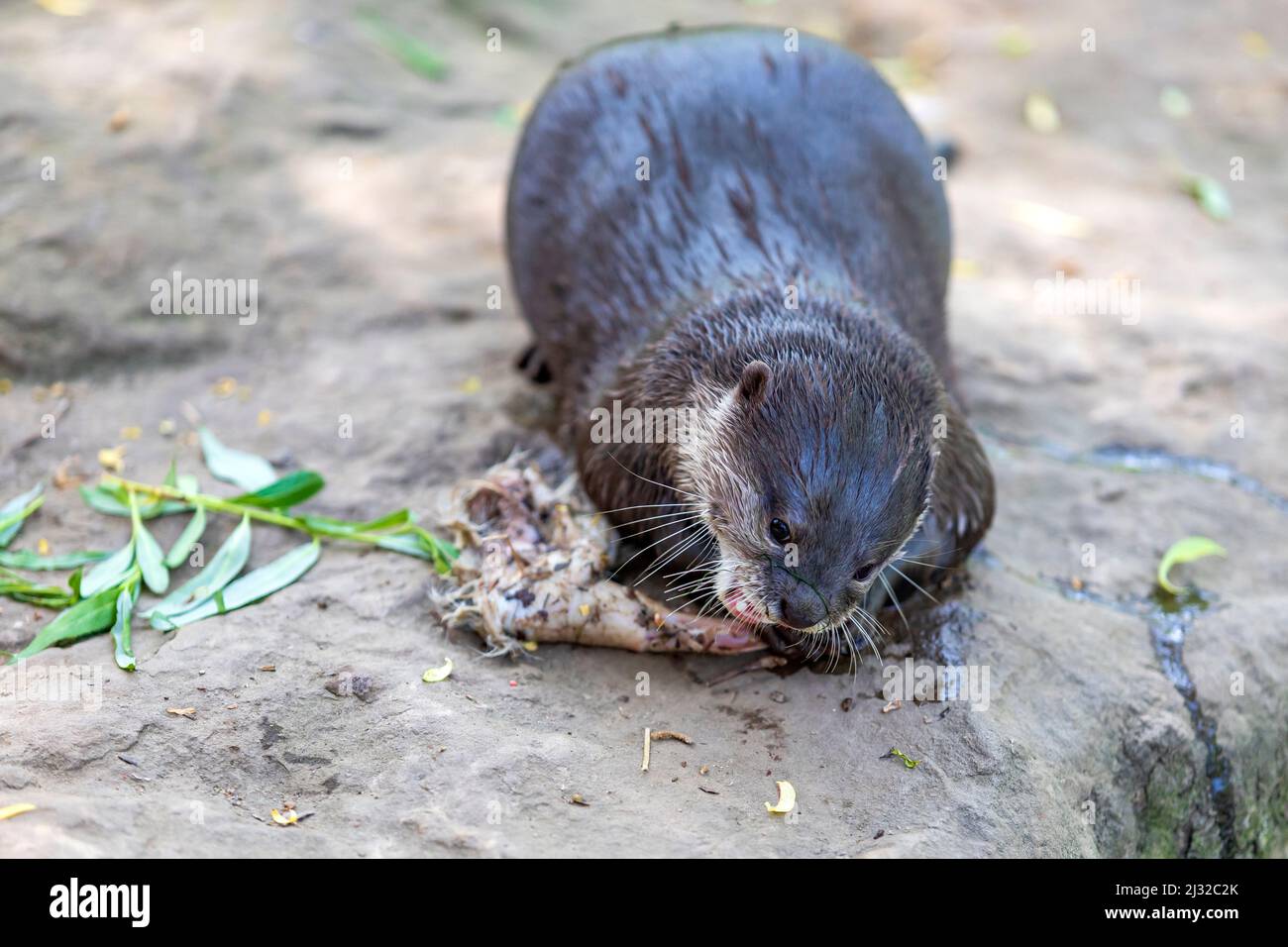 The small otter - Amblonyx Cinerea - eats meat. He has an open mouth ...