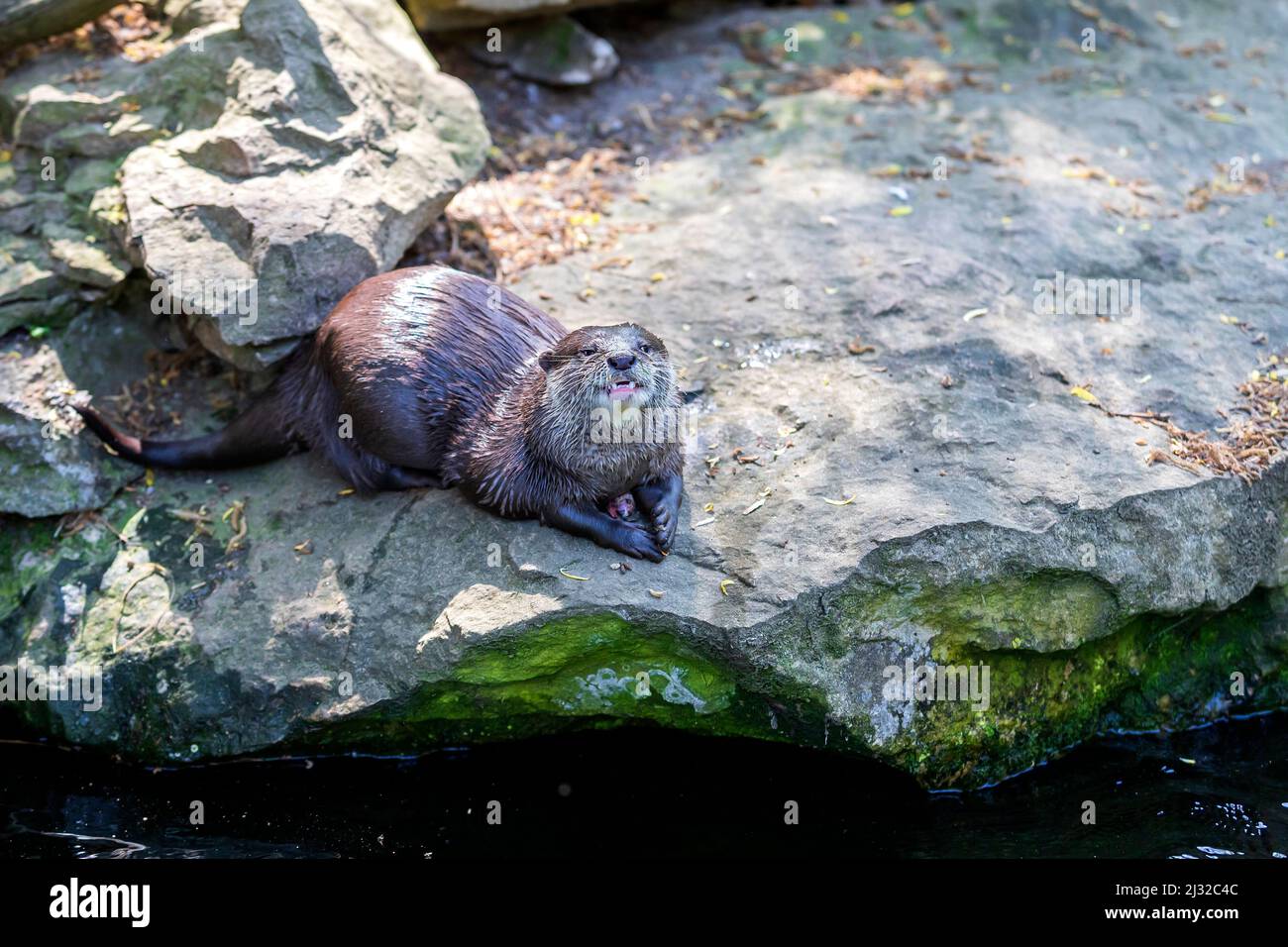 Small otter - Amblonyx Cinerea in its natural habitat in nature. The ...