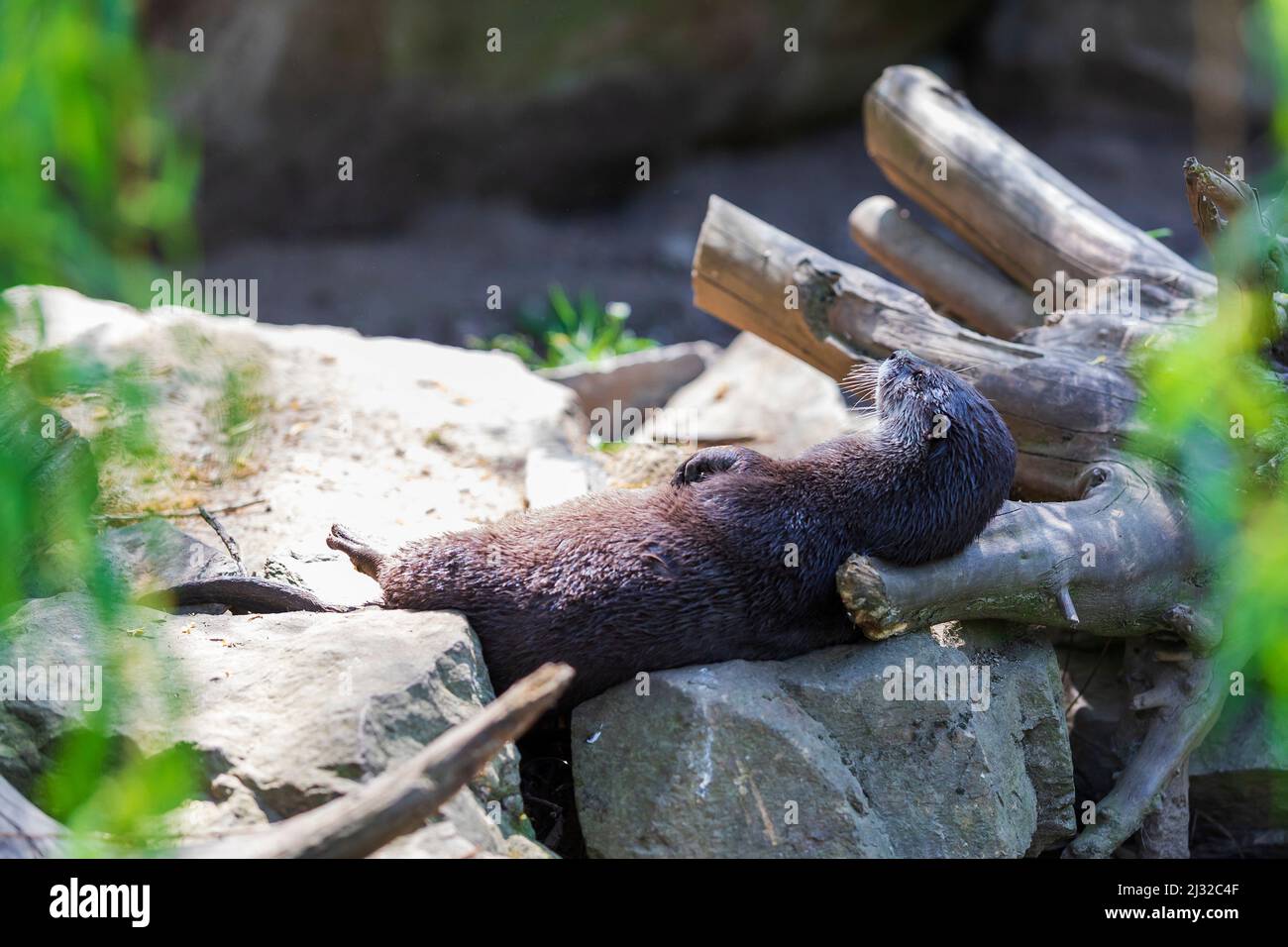 Small otter - Amblonyx Cinerea in its natural habitat in nature. The ...