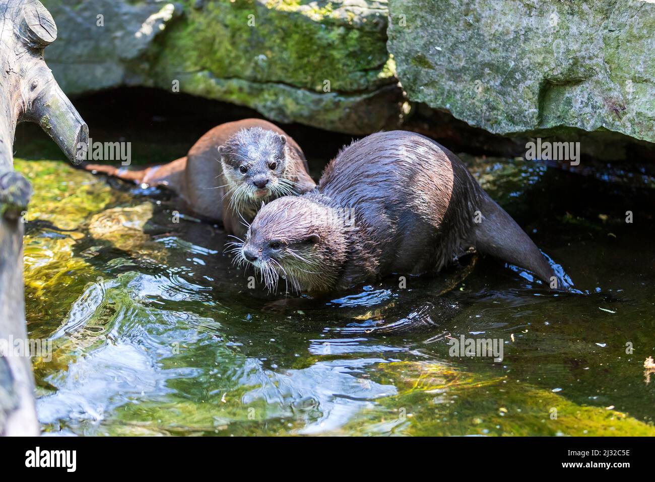 Small otter - Amblonyx Cinerea in its natural habitat in nature. The ...