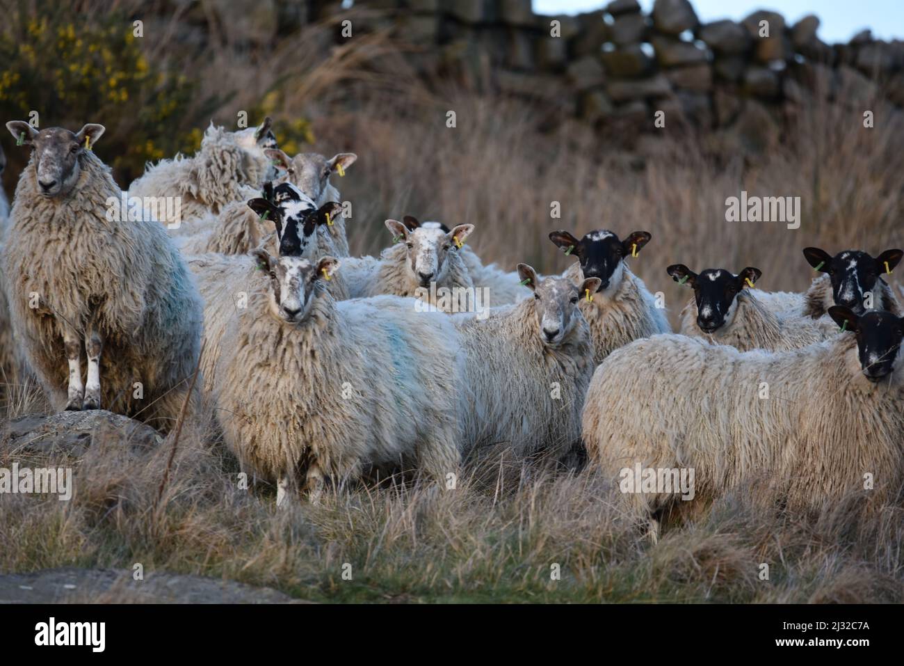 North of England Mule Sheep Stock Photo - Alamy