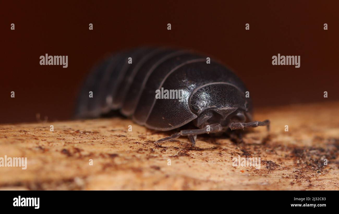 Woodlice hi-res stock photography and images - Alamy