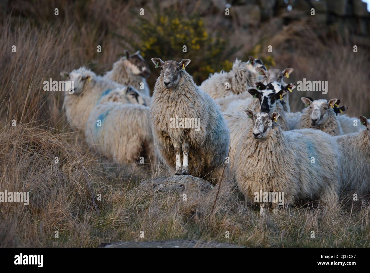North of England Mule Sheep Stock Photo - Alamy