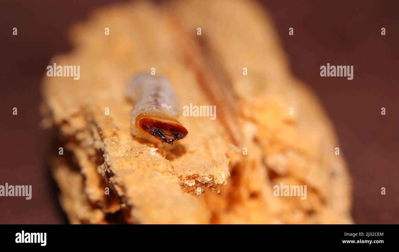 Woodworm larva hi-res stock photography and images - Alamy