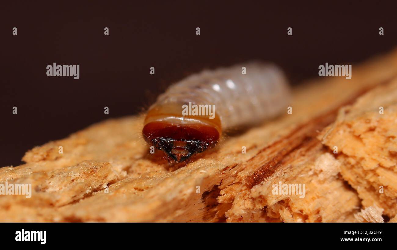 Hylotrupes bajulus larva hi-res stock photography and images - Alamy