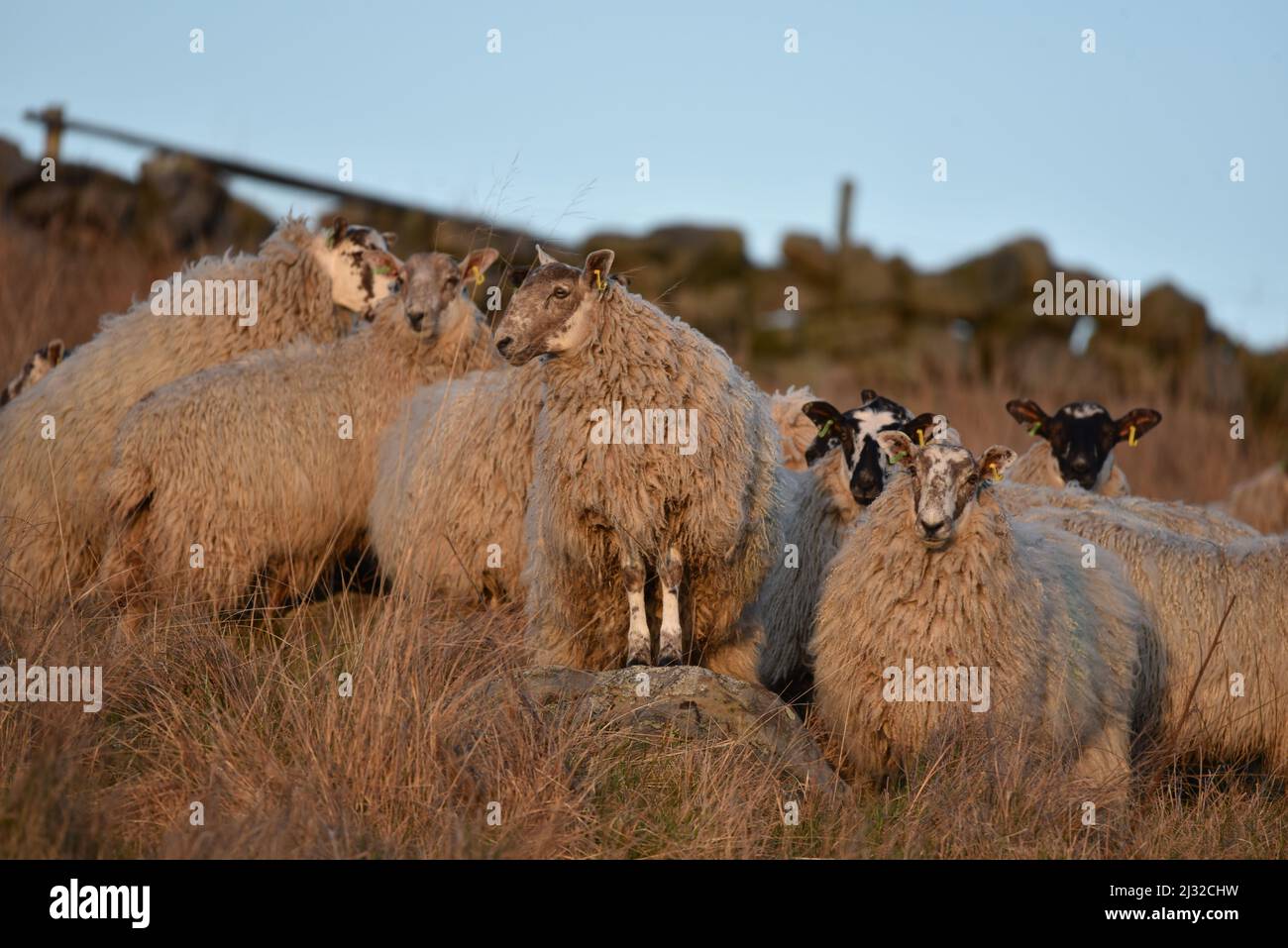North of England Mule Sheep Stock Photo - Alamy