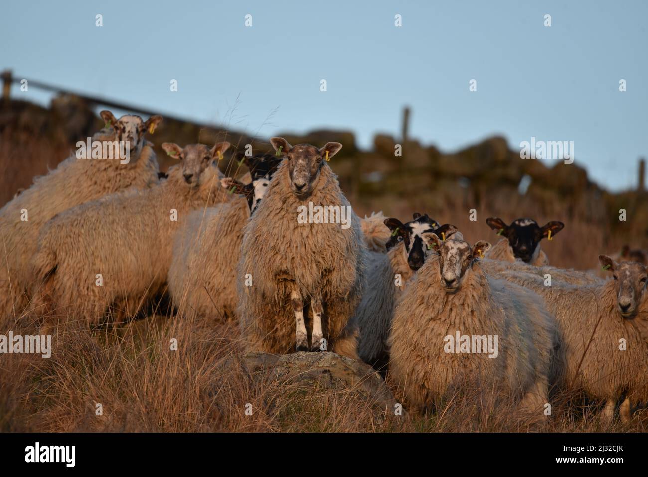North of England Mule Sheep Stock Photo - Alamy