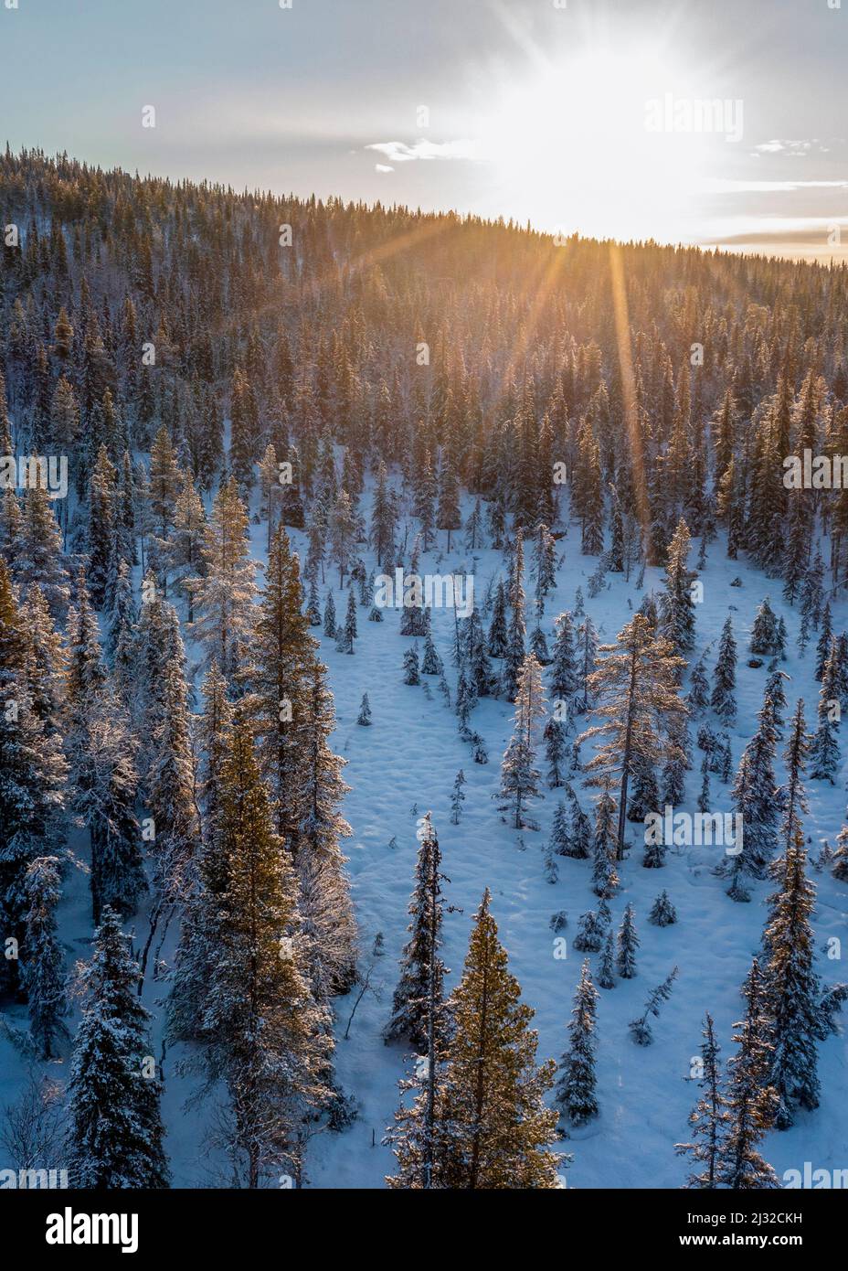 Siberian spruce trees, Lapland, Finland Stock Photo - Alamy