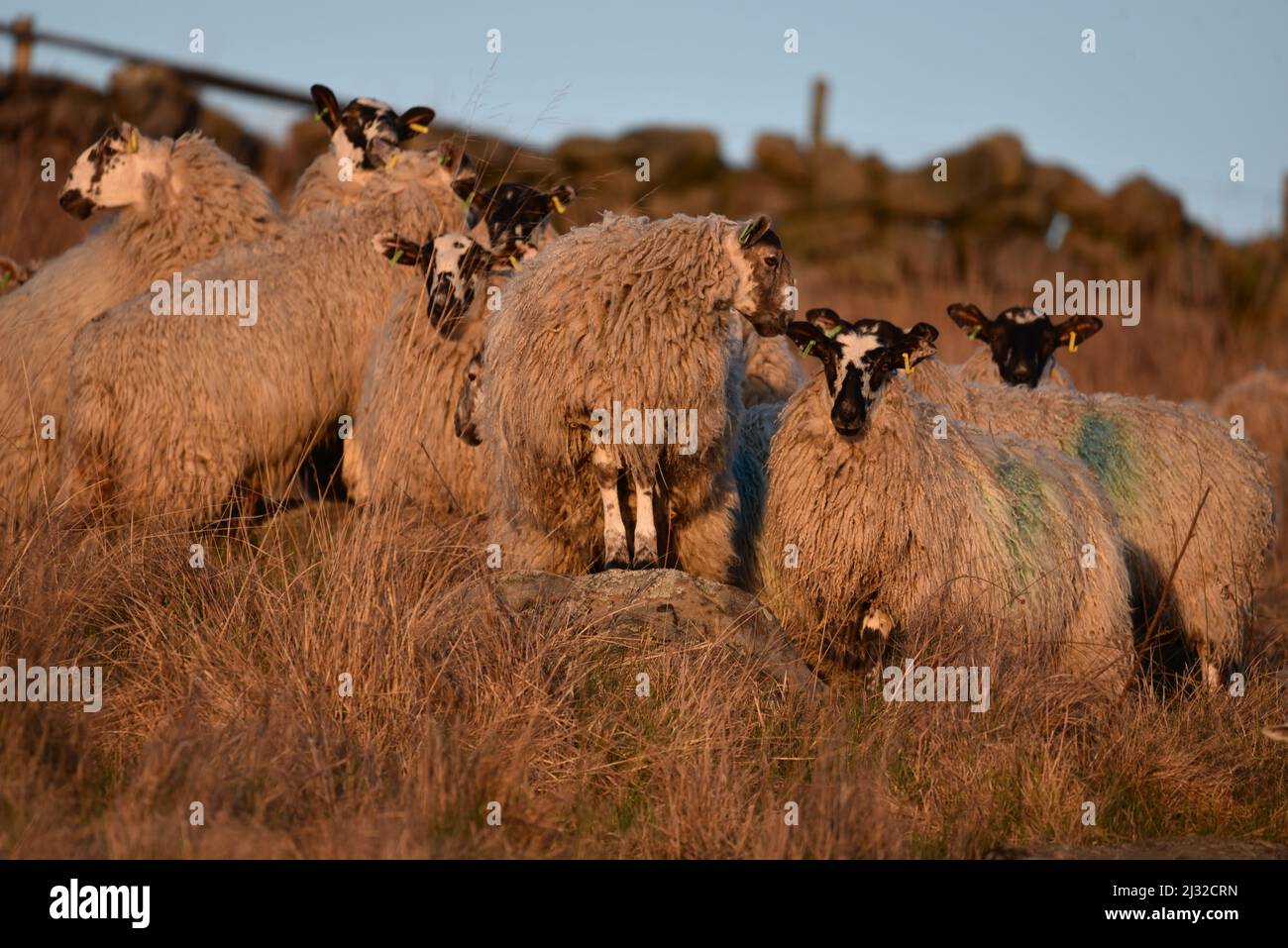 North of England Mule Sheep Stock Photo - Alamy