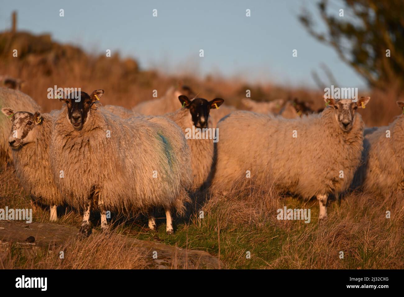 North of England Mule Sheep Stock Photo - Alamy