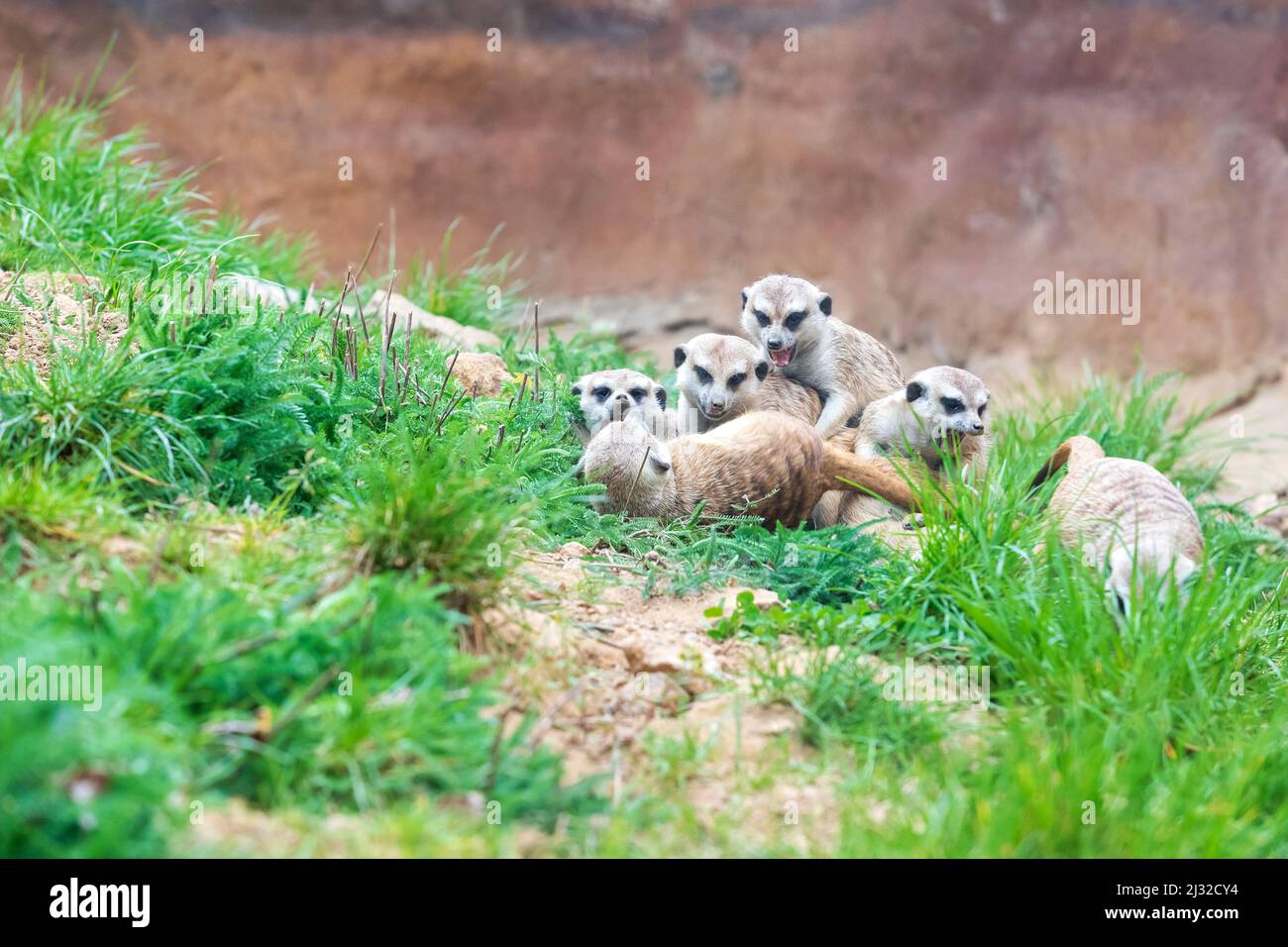 Meerkat - Suricata suricatta in a group in its natural habitat plays in ...