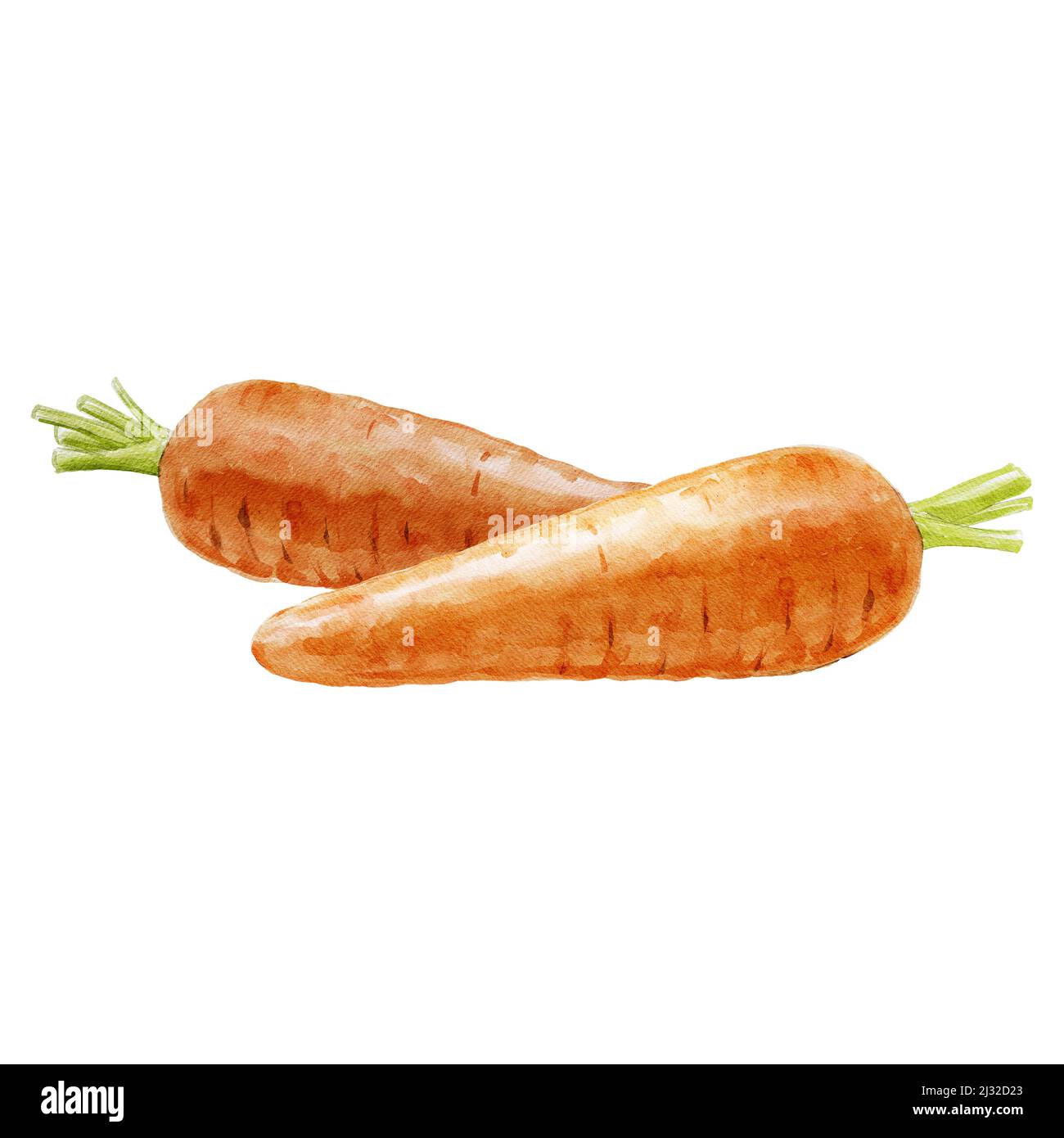 carrot watercolor illustration on white background Stock Photo - Alamy