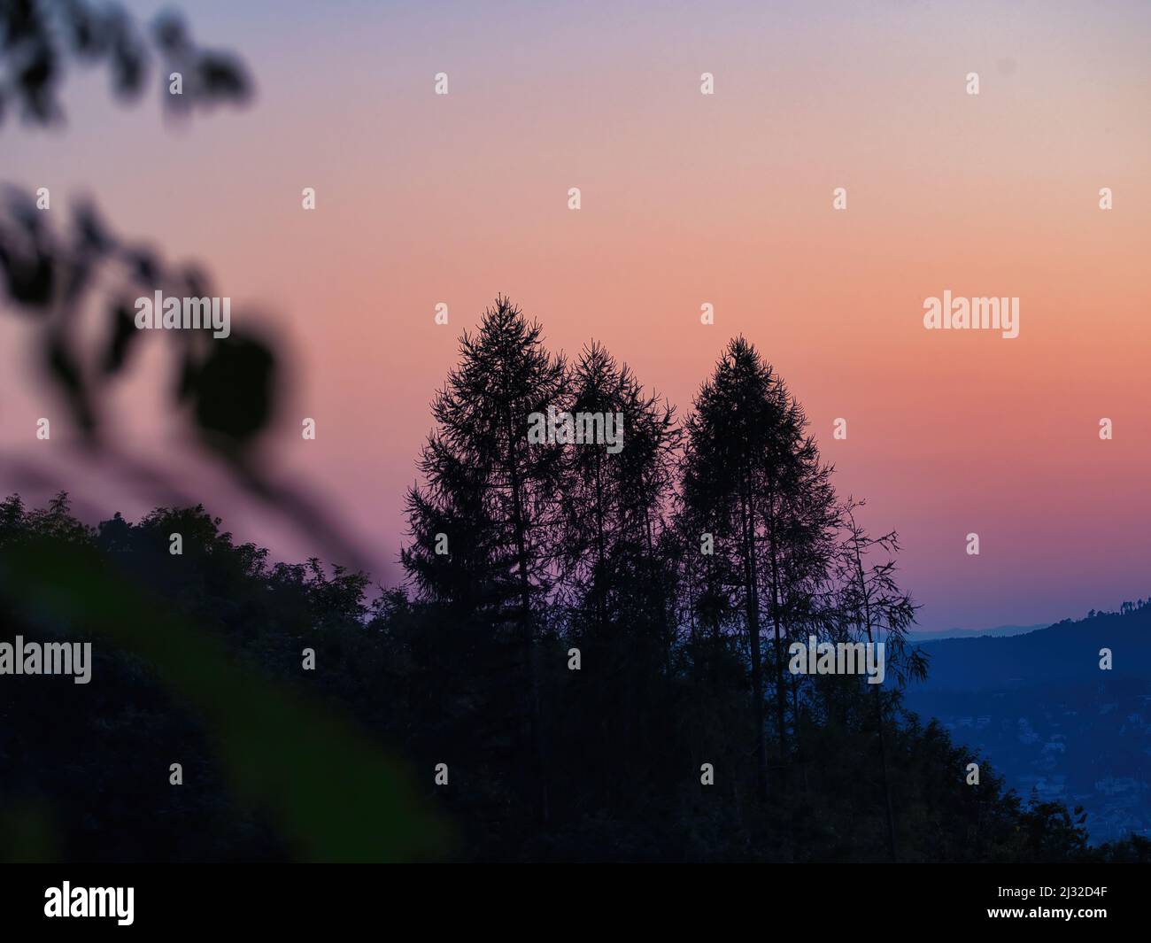 a silhouette of trees backlit by the sunset in the blue hour in natural ...