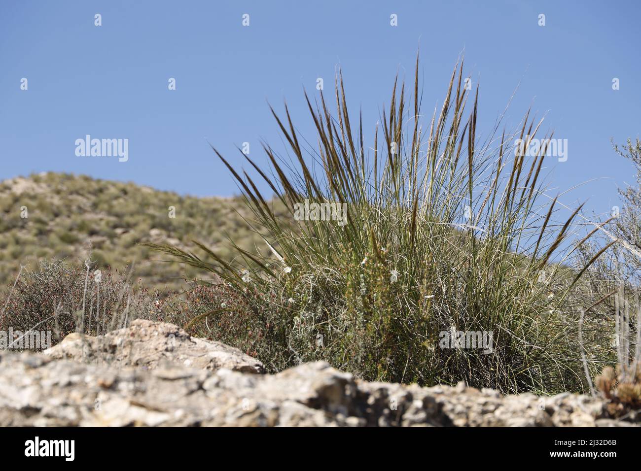 Grass in a mountainlandscape Stock Photo - Alamy