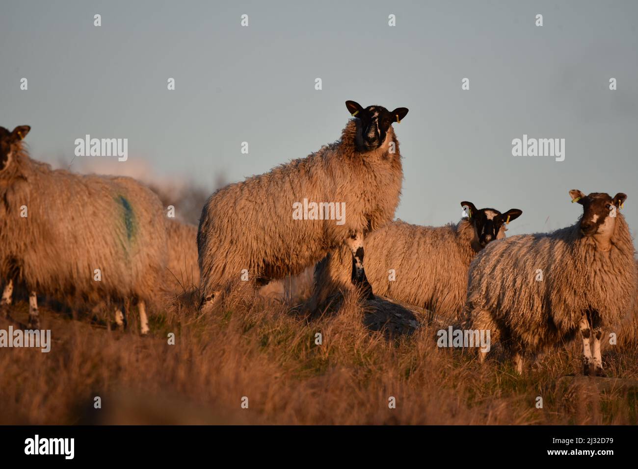 North of England Mule Sheep Stock Photo - Alamy