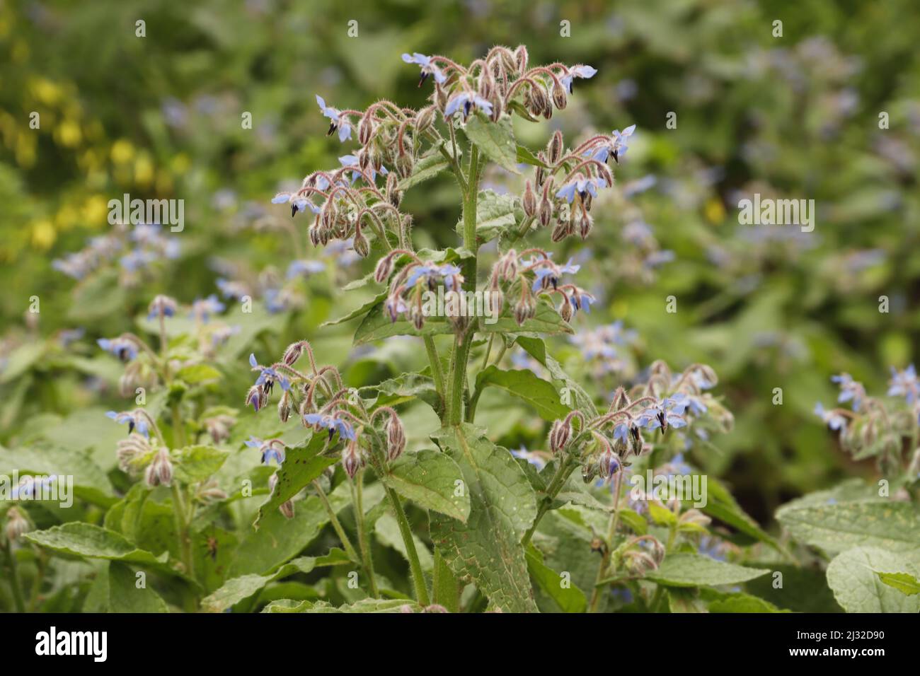 Borage plant with beautiful blue flowers, a herbal and edible plant ...