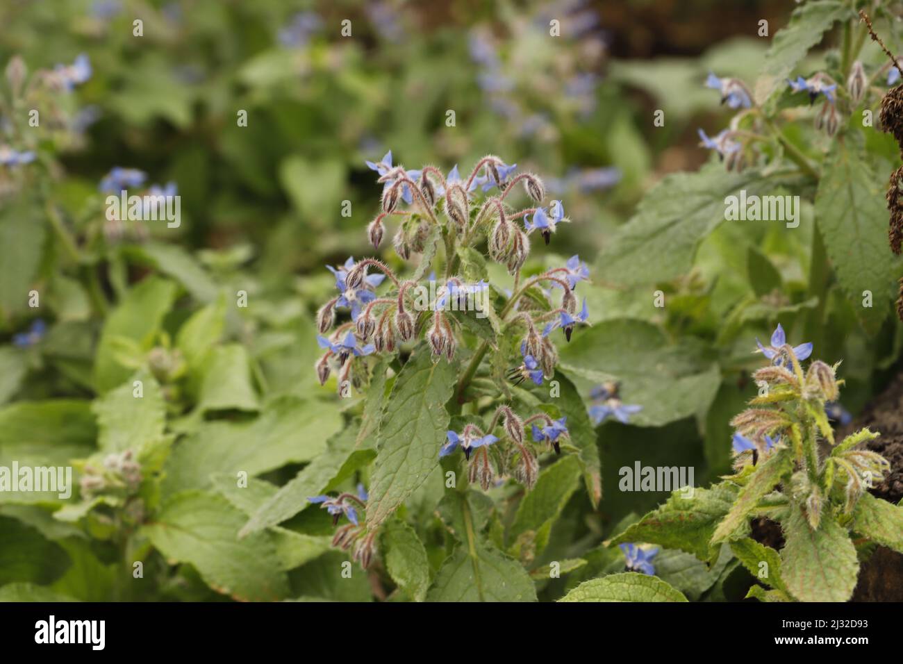 Borage plant with beautiful blue flowers, a herbal and edible plant ...