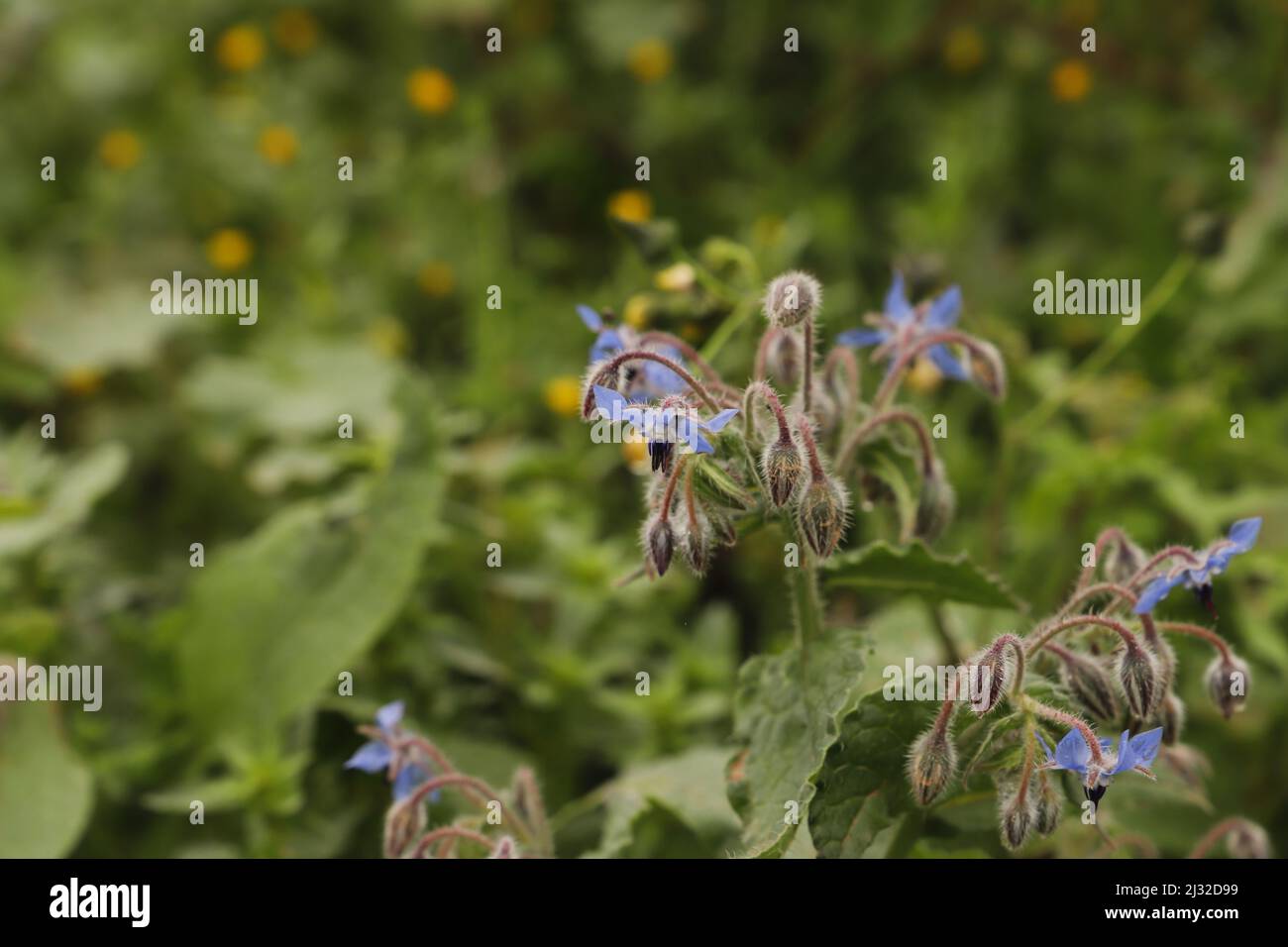 Borage plant with beautiful blue flowers, a herbal and edible plant ...