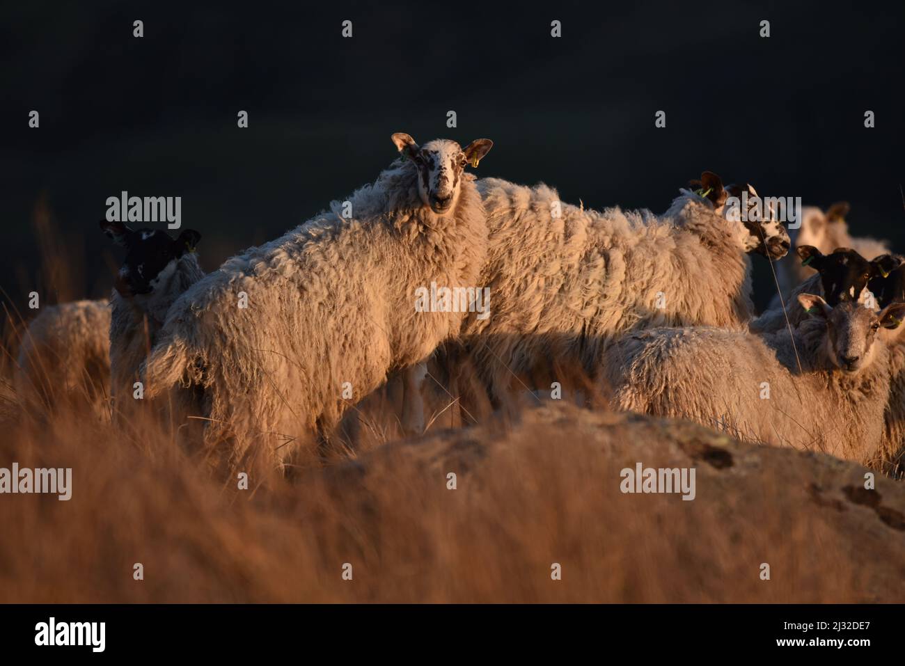 North of England Mule Sheep Stock Photo - Alamy