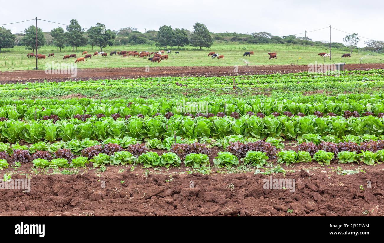 Farms With Animals And Crops