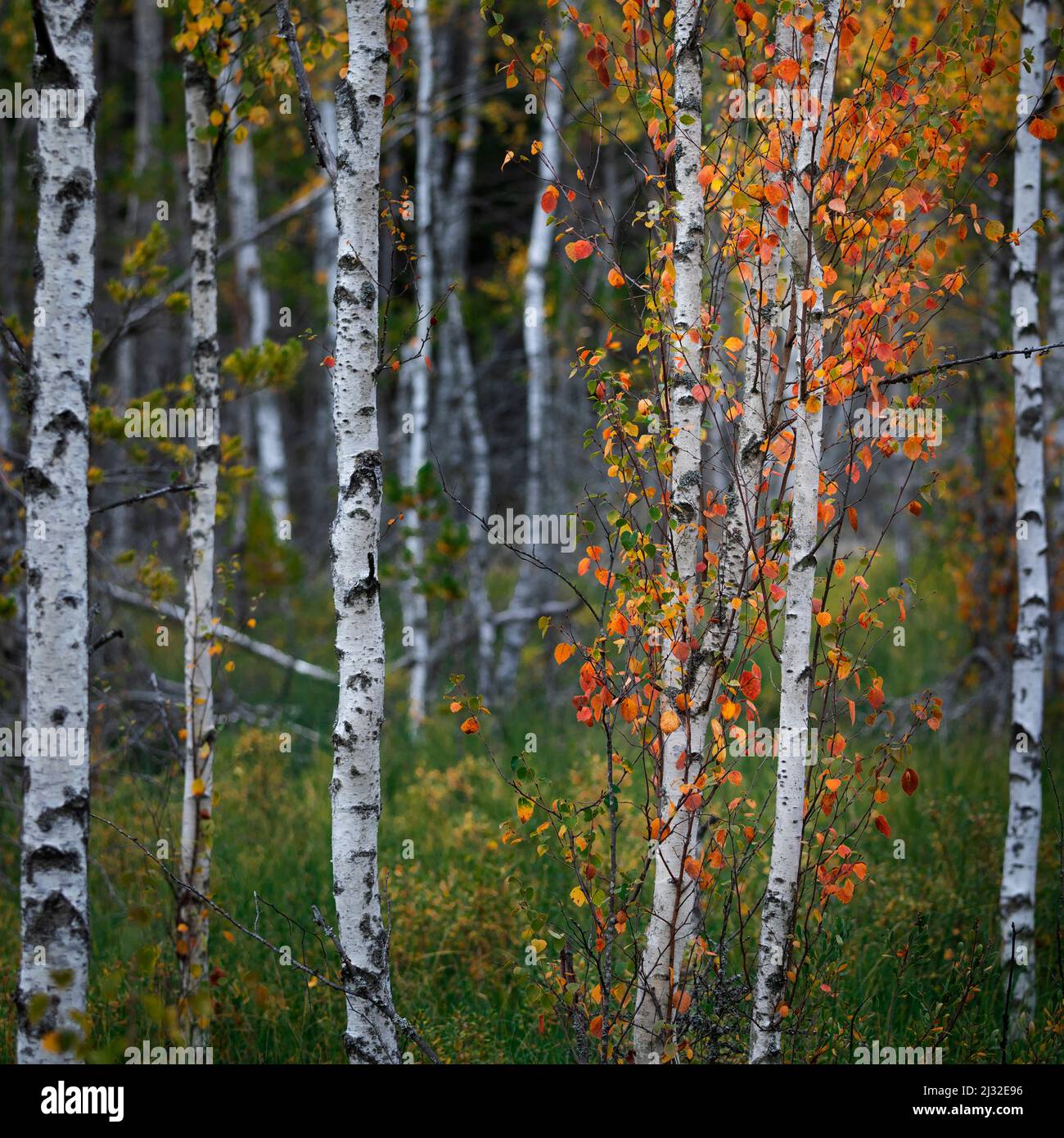 Birch trees with autumn leaves in the Tyresta National Park in Sweden ...