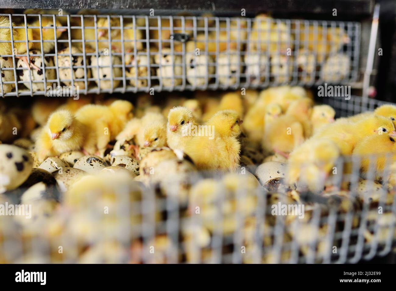 Newborn quail in brooder hi-res stock photography and images - Alamy