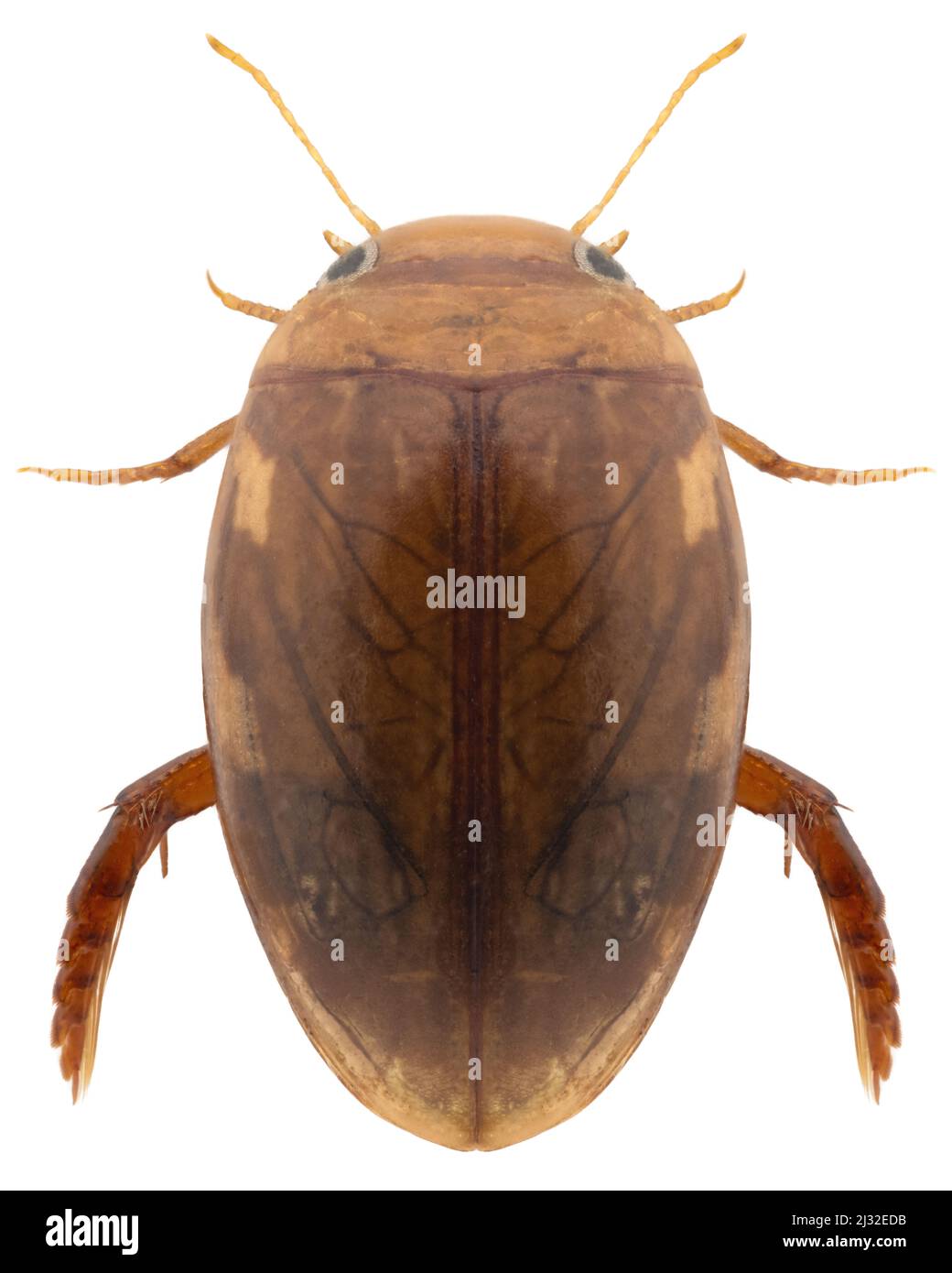 Predaceous diving beetle species Laccophilus minutus Stock Photo - Alamy