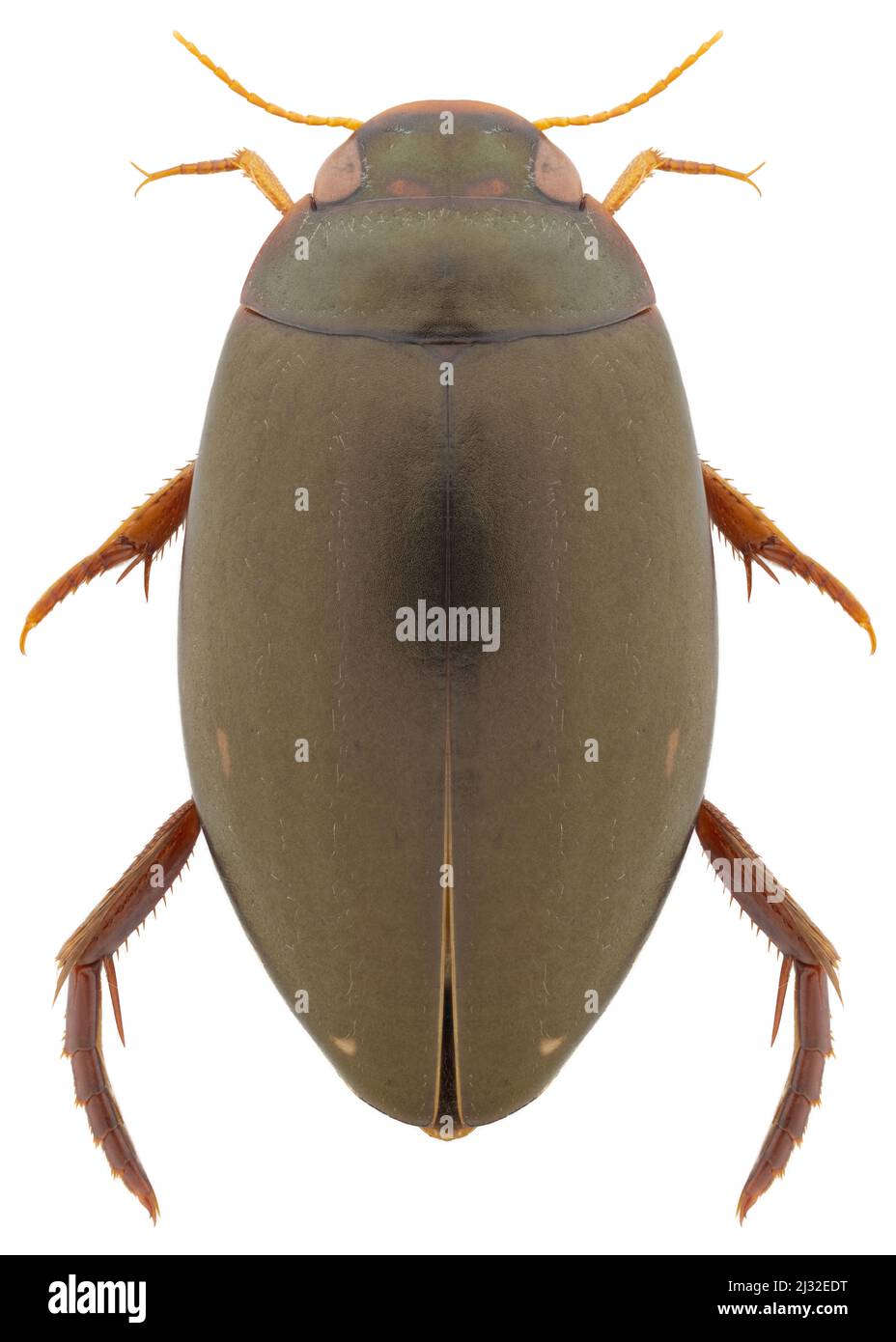 Predaceous diving beetle species Ilybius subaeneus Stock Photo - Alamy