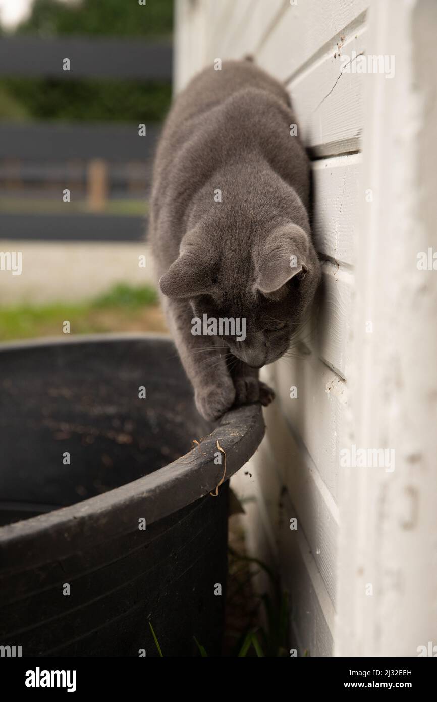 A grey cat on a farm walks on a water trough Stock Photo - Alamy