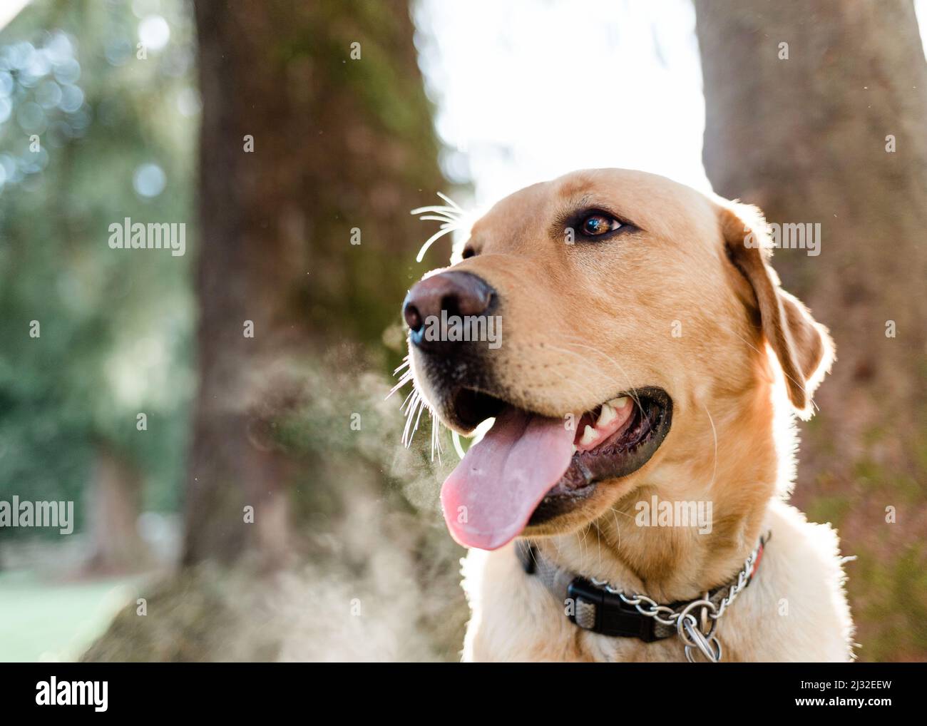 A young yellow labrador puppy smiles in the sun on a farm Stock Photo ...