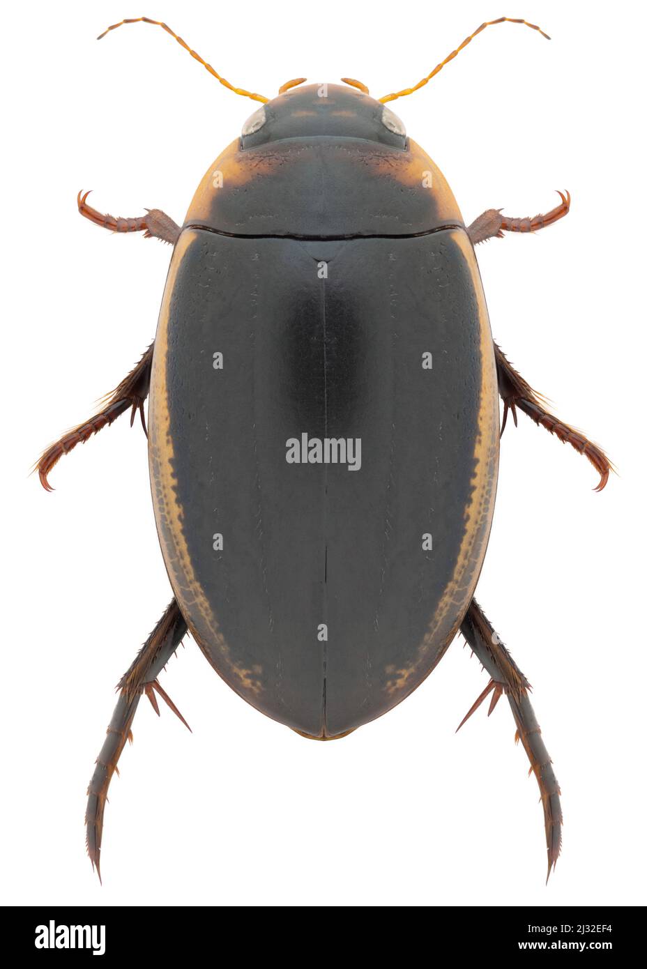 Predaceous diving beetle hi-res stock photography and images - Alamy